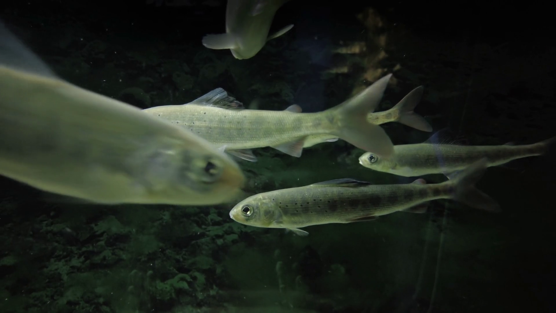 Baikal Minnow Fish Is Swimming Underwater Stock Footage SBV-348486720 ...