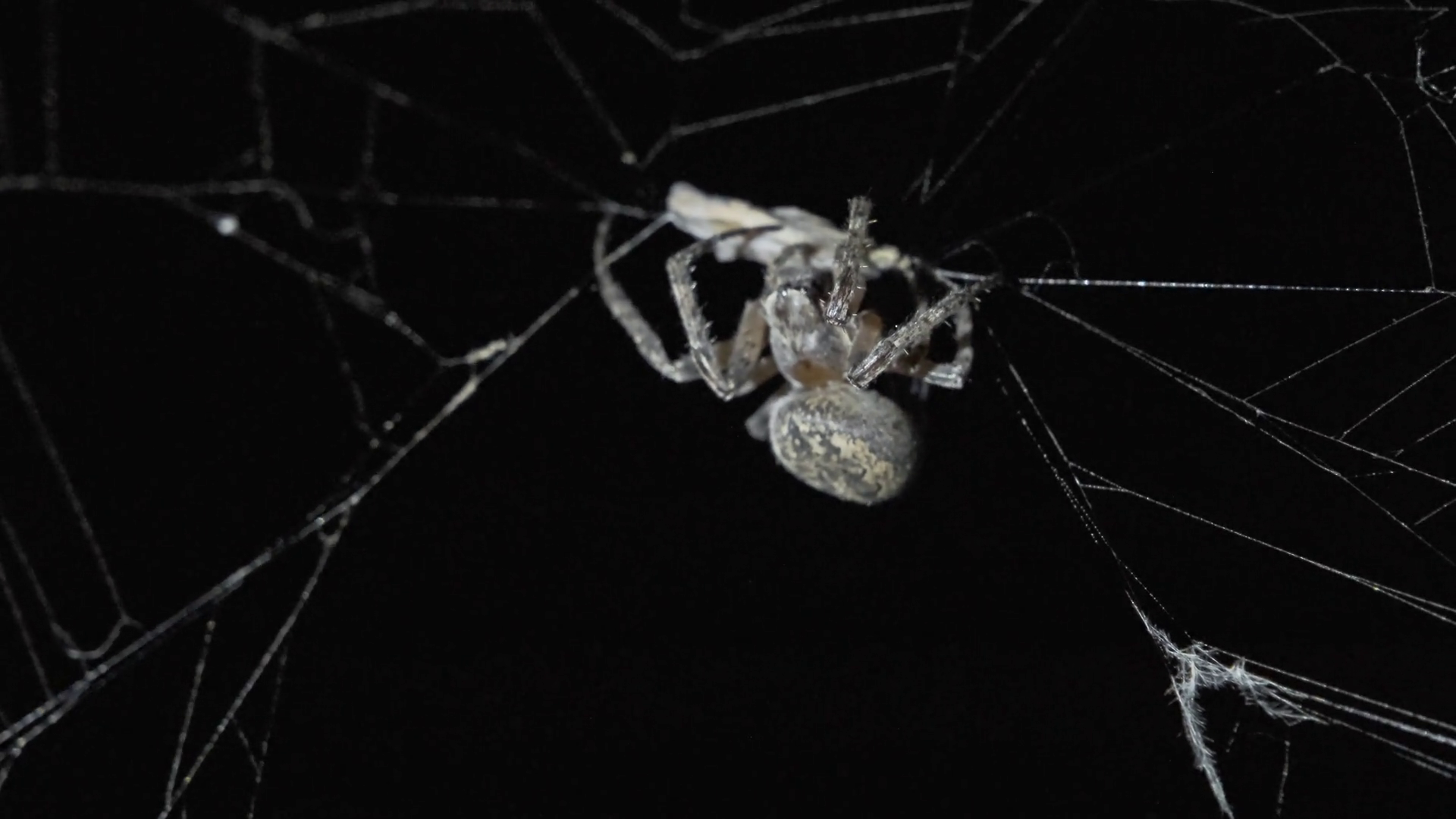 Spider Sitting On Web At Night Eating Prey 4k Stock Footage SBV ...