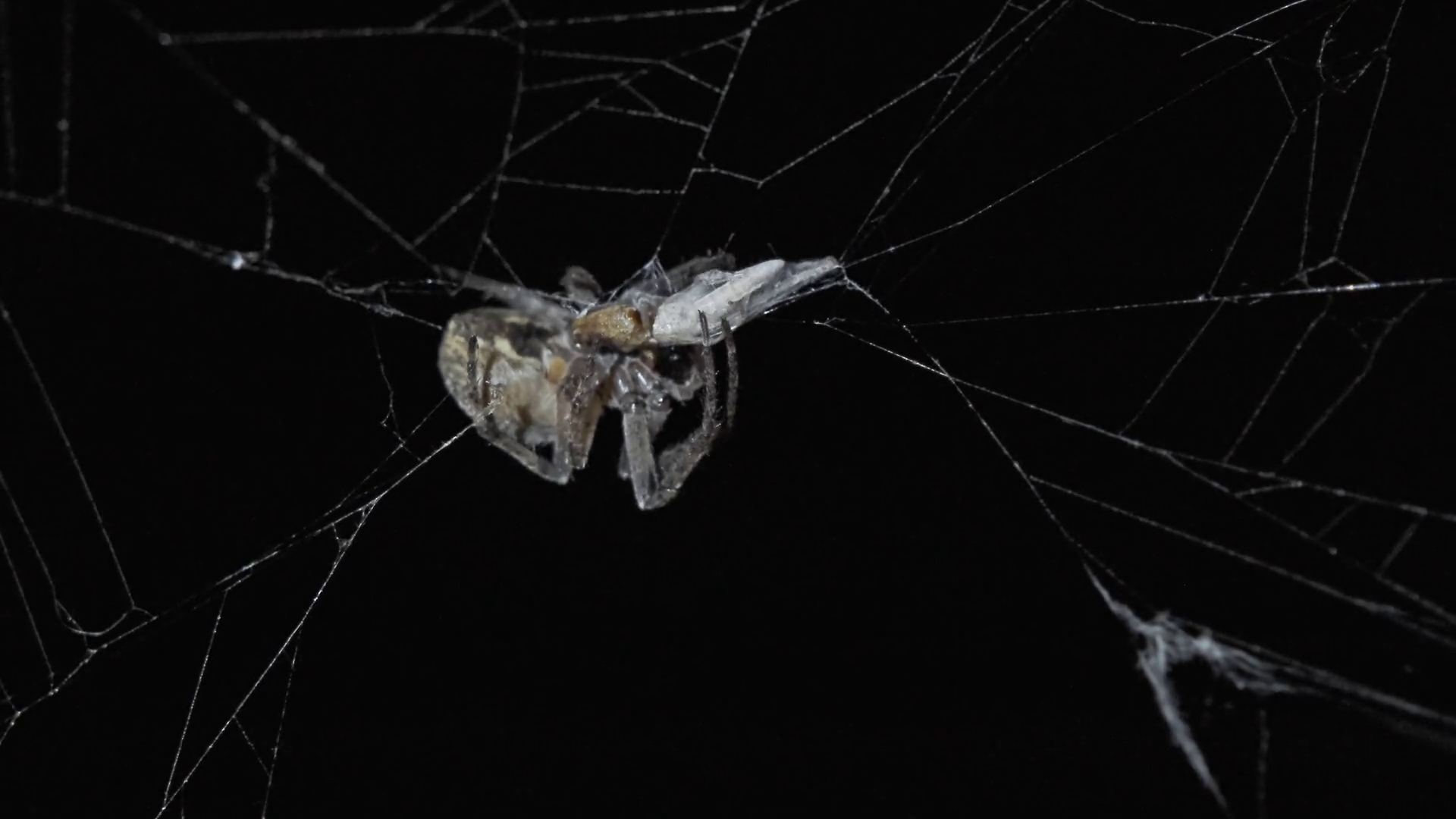 Spider Sitting On Web At Night Eating Prey 4k Stock Footage SBV ...
