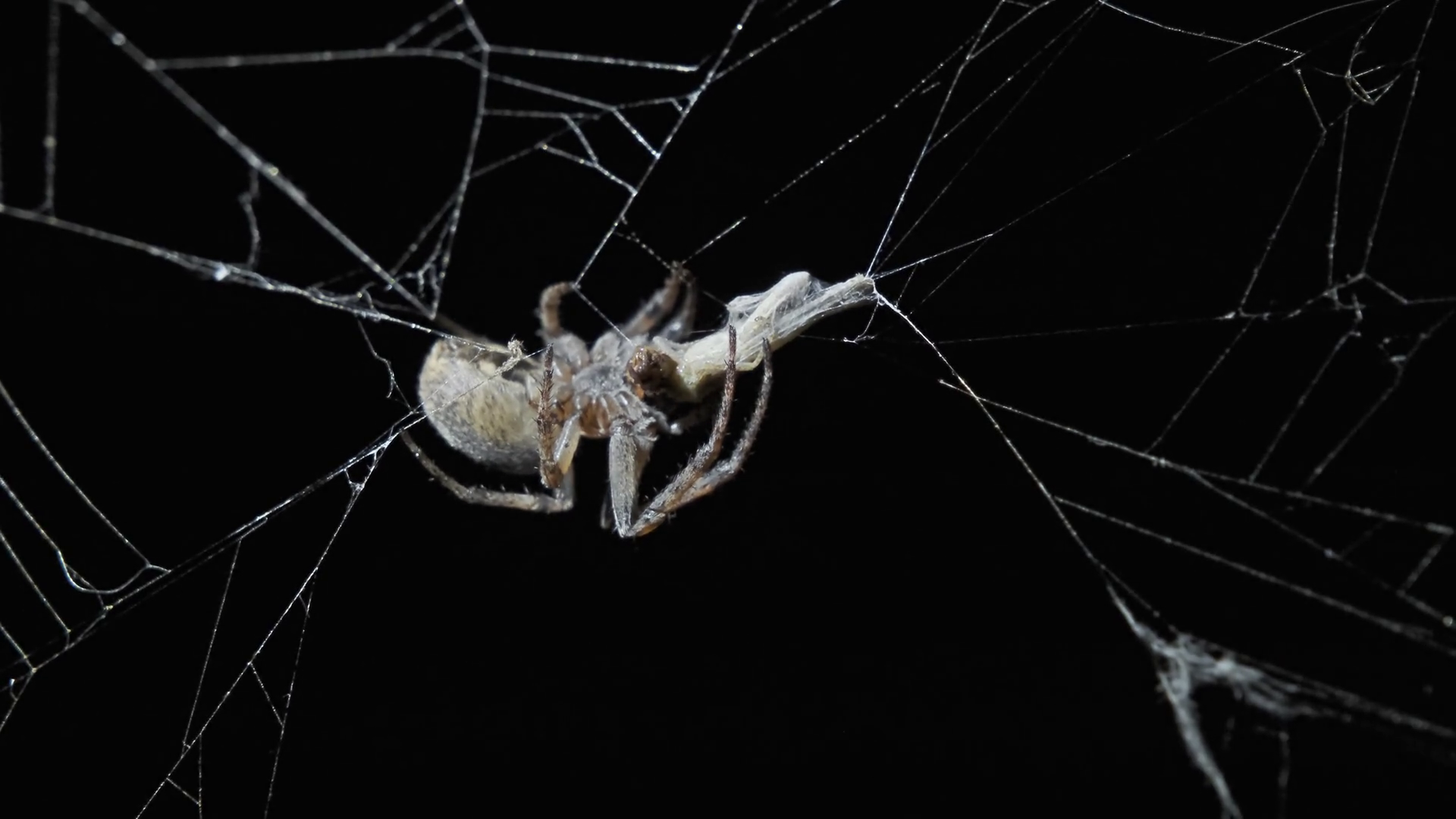 Spider Sitting On Web At Night Eating Prey 4k Stock Footage SBV ...