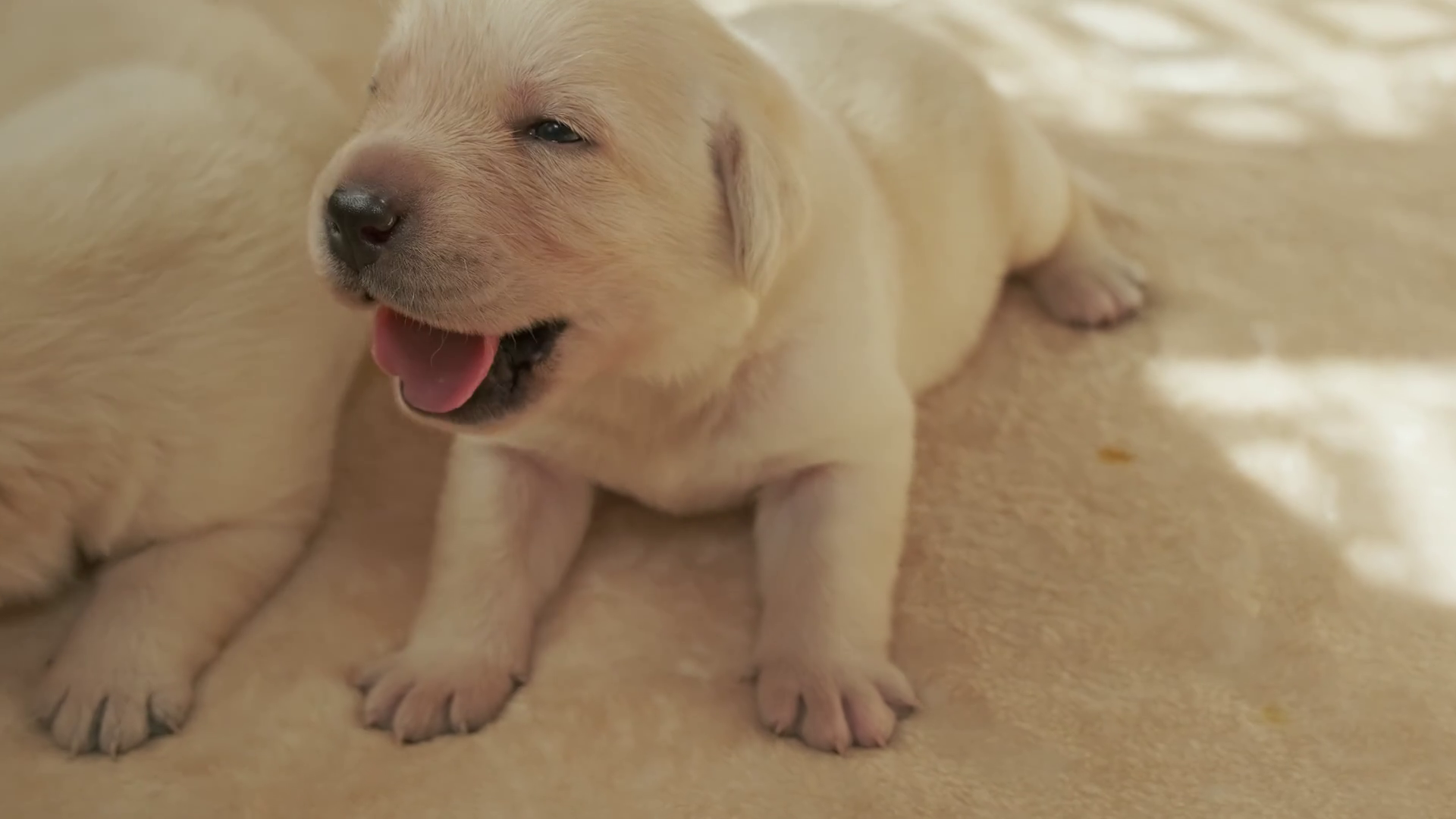 Young Yellow Labrador Puppy Dog Crying 4k Stock Footage SBV-348818863 ...