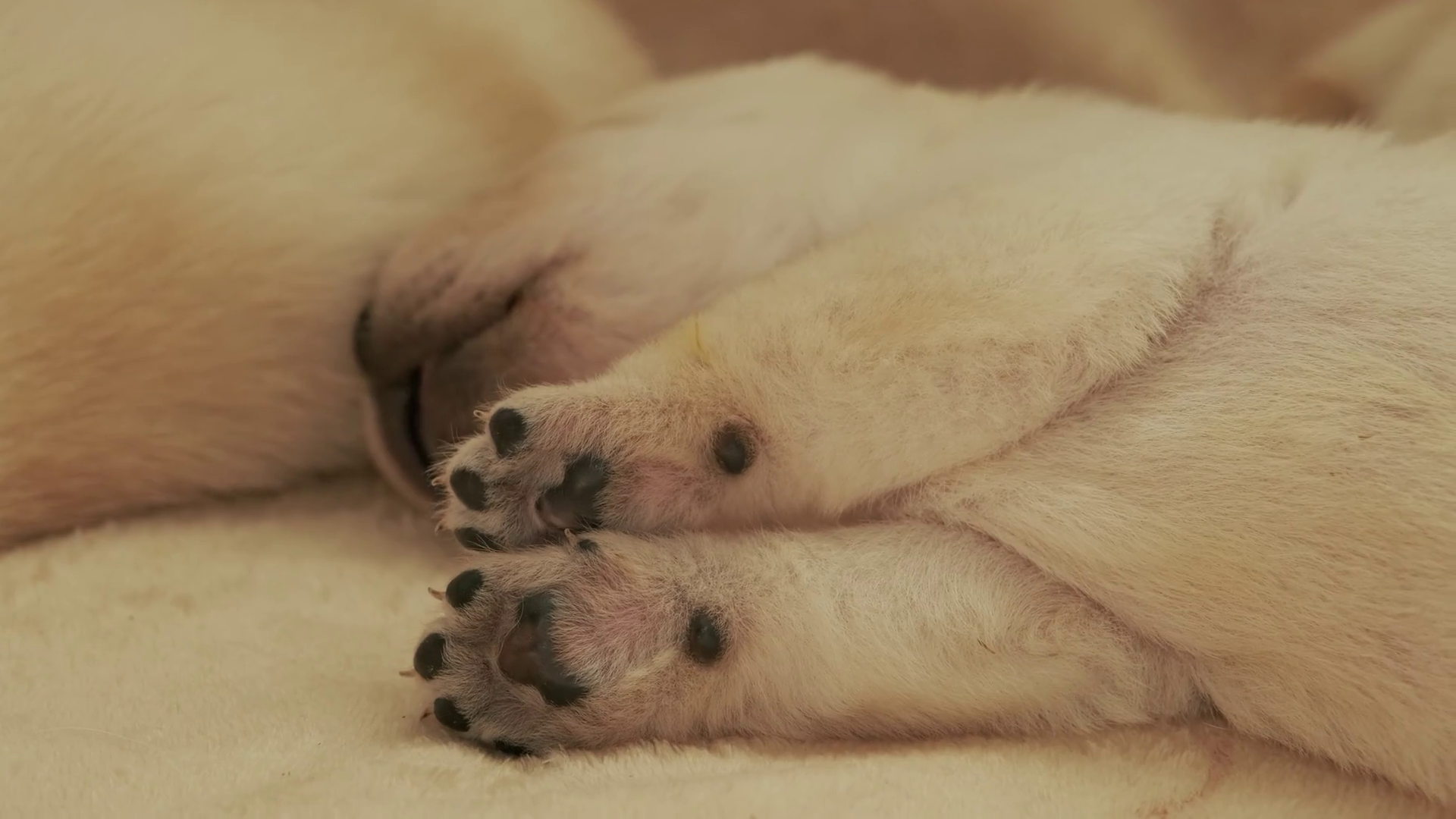 Young Yellow Labrador Puppy Dog Sleeping 4k Stock Footage SBV-348542750 ...