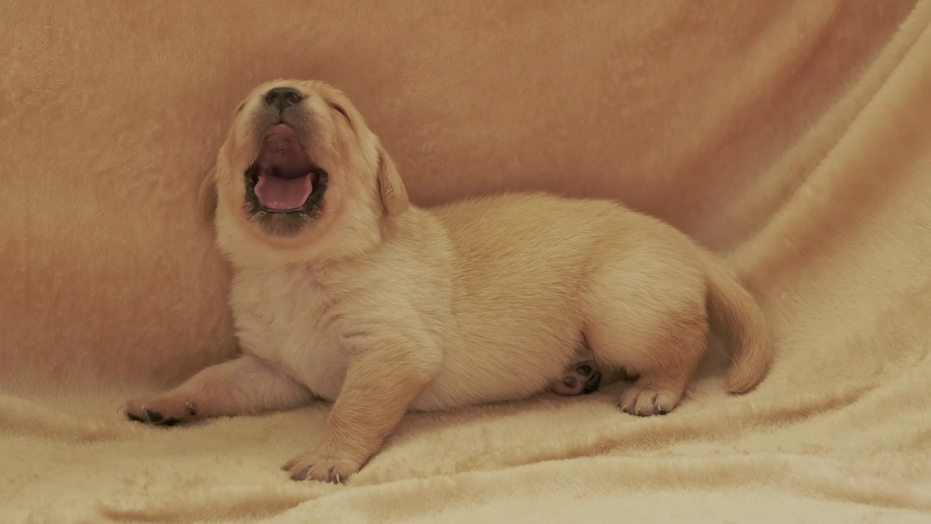 Young Yellow Labrador Puppy Dog Crying 4k Stock Footage SBV-348818876 ...