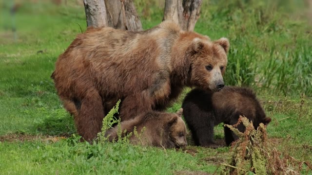 Family Playing Outside | Animals stock footage - Storyblocks