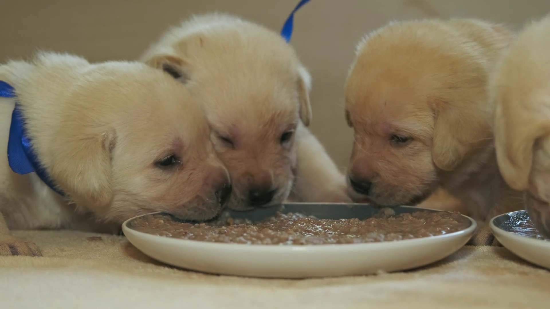 Small Labrador Puppies Eats From Plate 4k Stock Footage SBV-348851101 ...