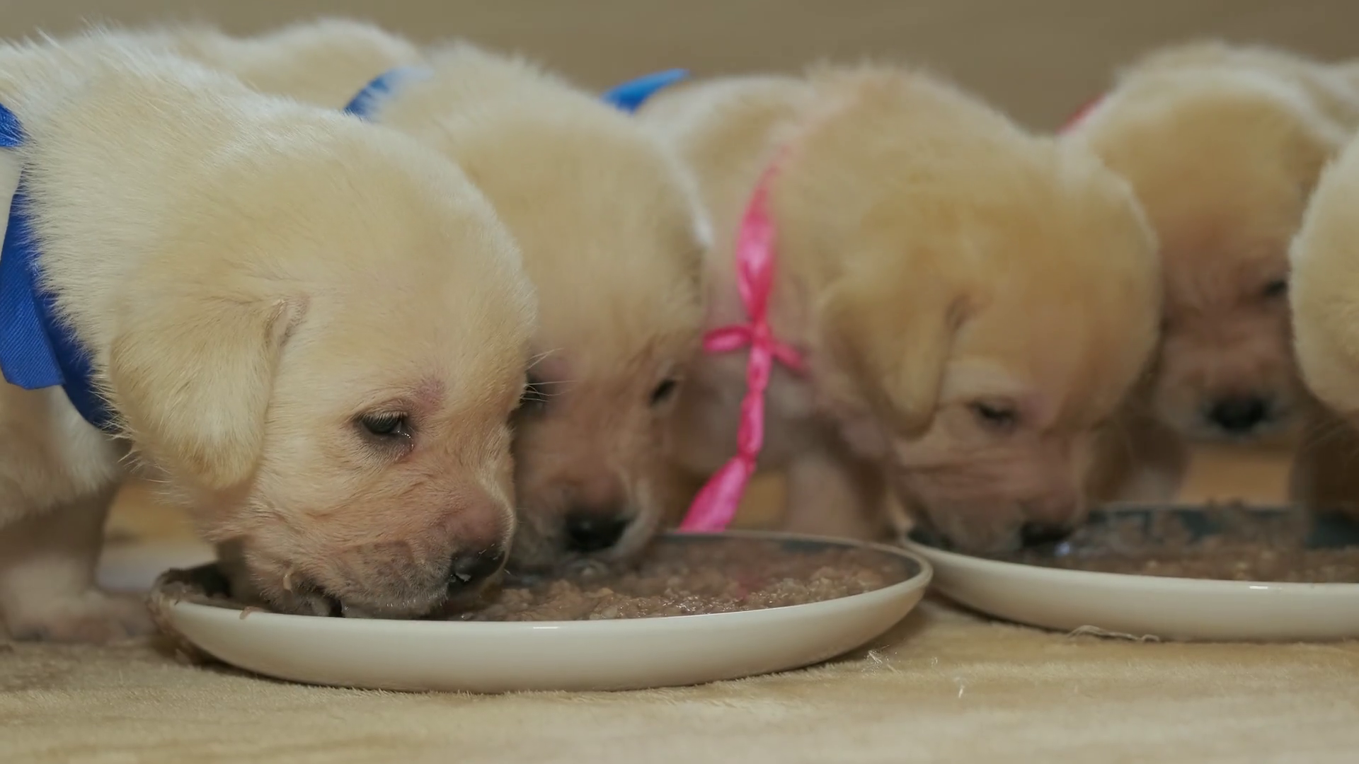 Small Labrador Puppies Eats From Plate 4k Stock Footage SBV-348851104 ...