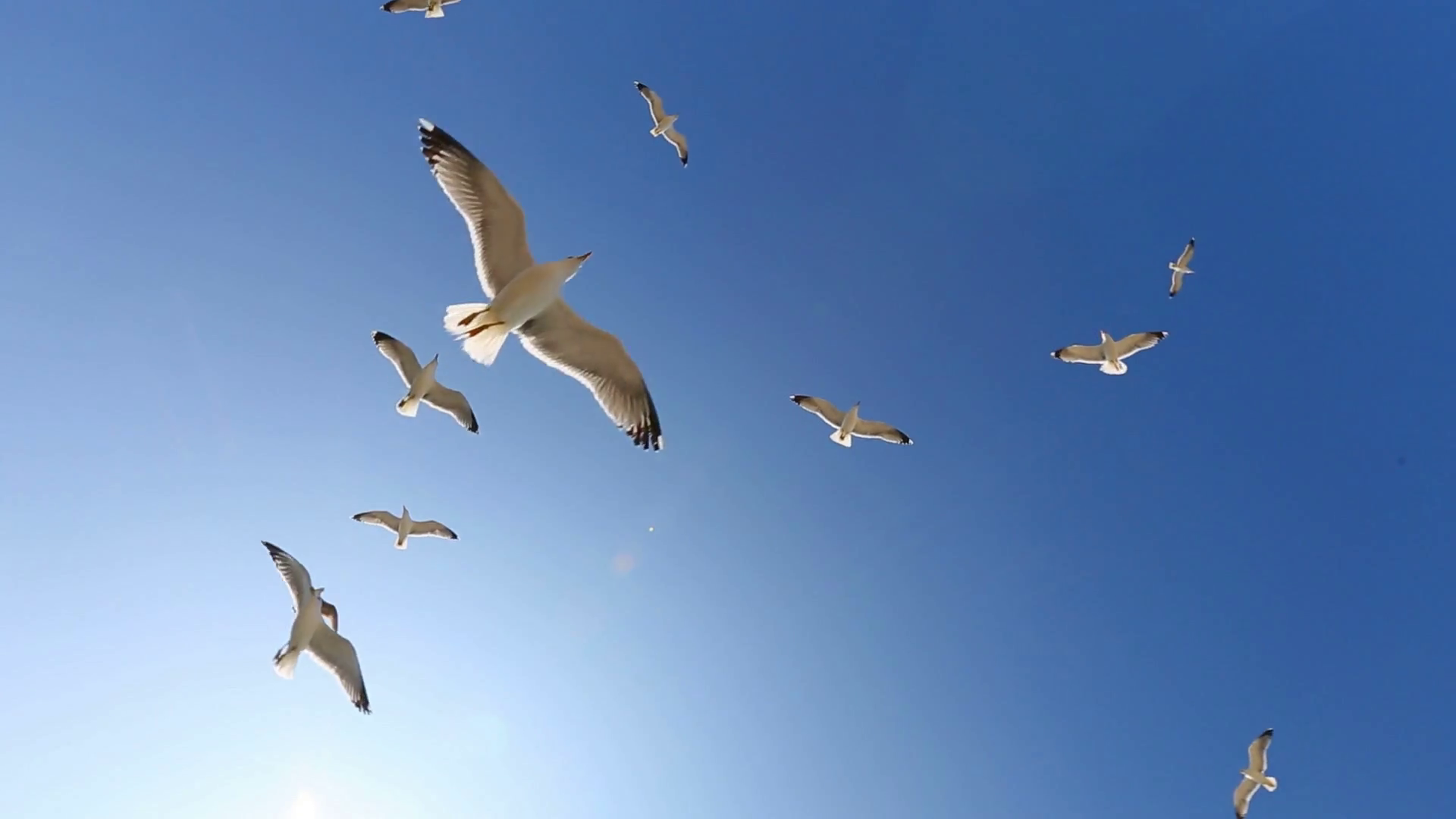 Many Seagulls Fly Against Blue Sky In Sunny Stock Footage SBV-348398014 ...