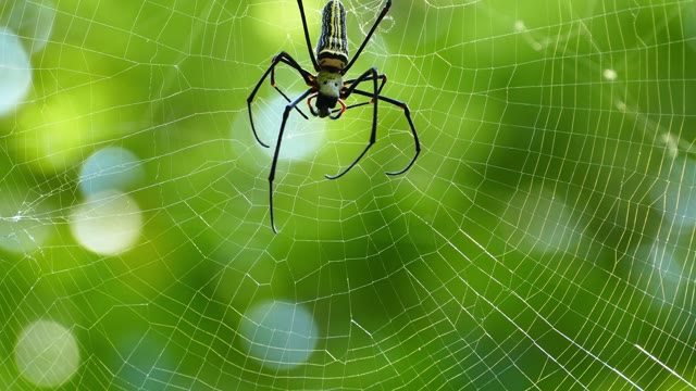Spiders Web Stock Footage: Royalty-Free Video Clips - Storyblocks