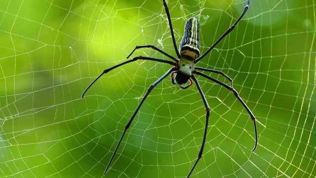 Spider | Animals stock footage - Storyblocks