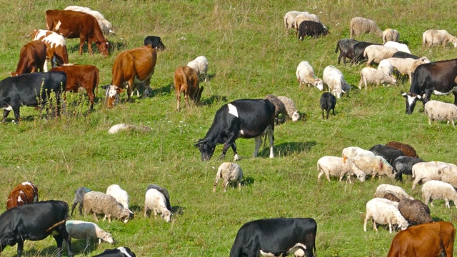 Farm Animals Eating Stock Footage: Royalty-Free Video Clips - Storyblocks