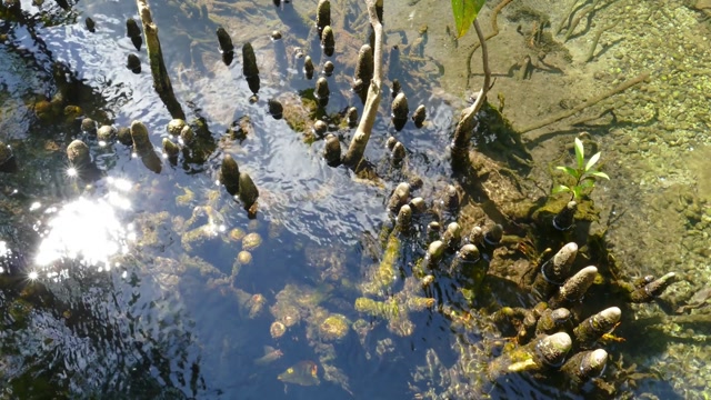 Stock Footage: Royalty-Free Video Clips - Storyblocks