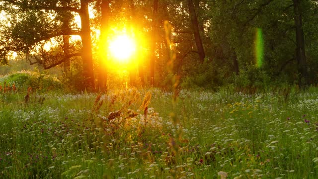 Fast Zoom Out Stock Footage: Royalty-Free Video Clips - Storyblocks
