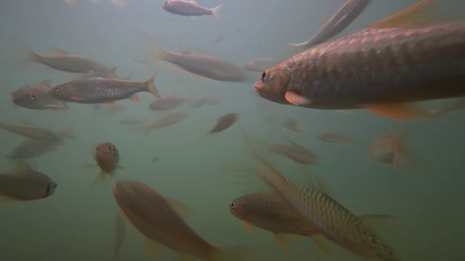Fish Swimming In Erawan Waterfall In Stock Footage SBV-348517055 ...