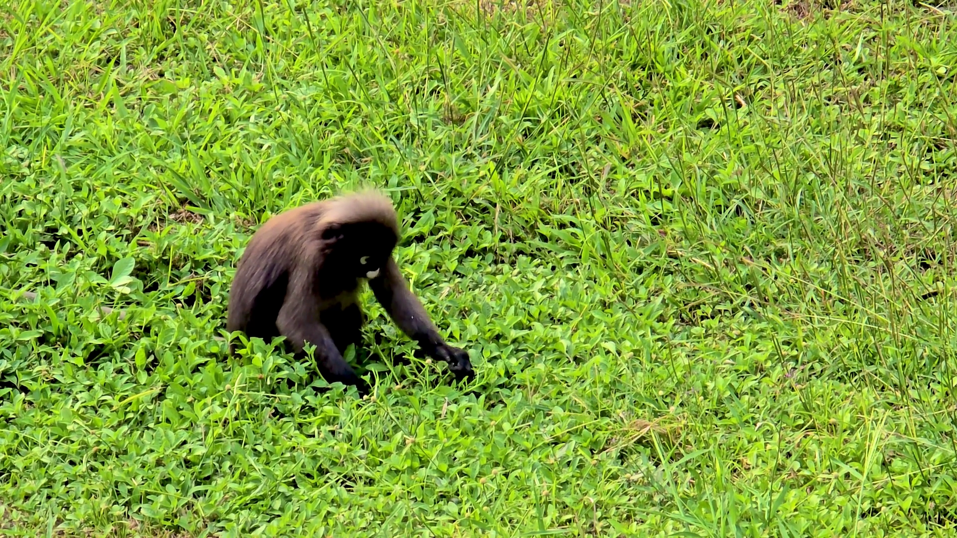 Witness Delightful Antics Of Monkey Stock Footage SBV-351813445 ...