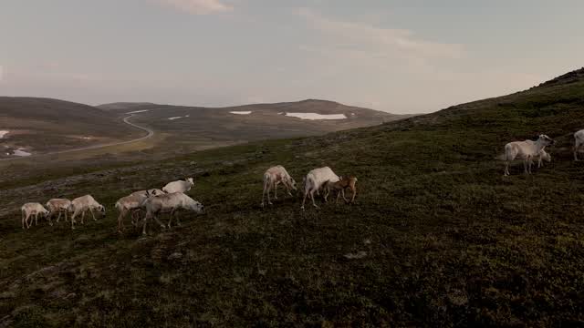 Untamed | Animals stock footage - Storyblocks