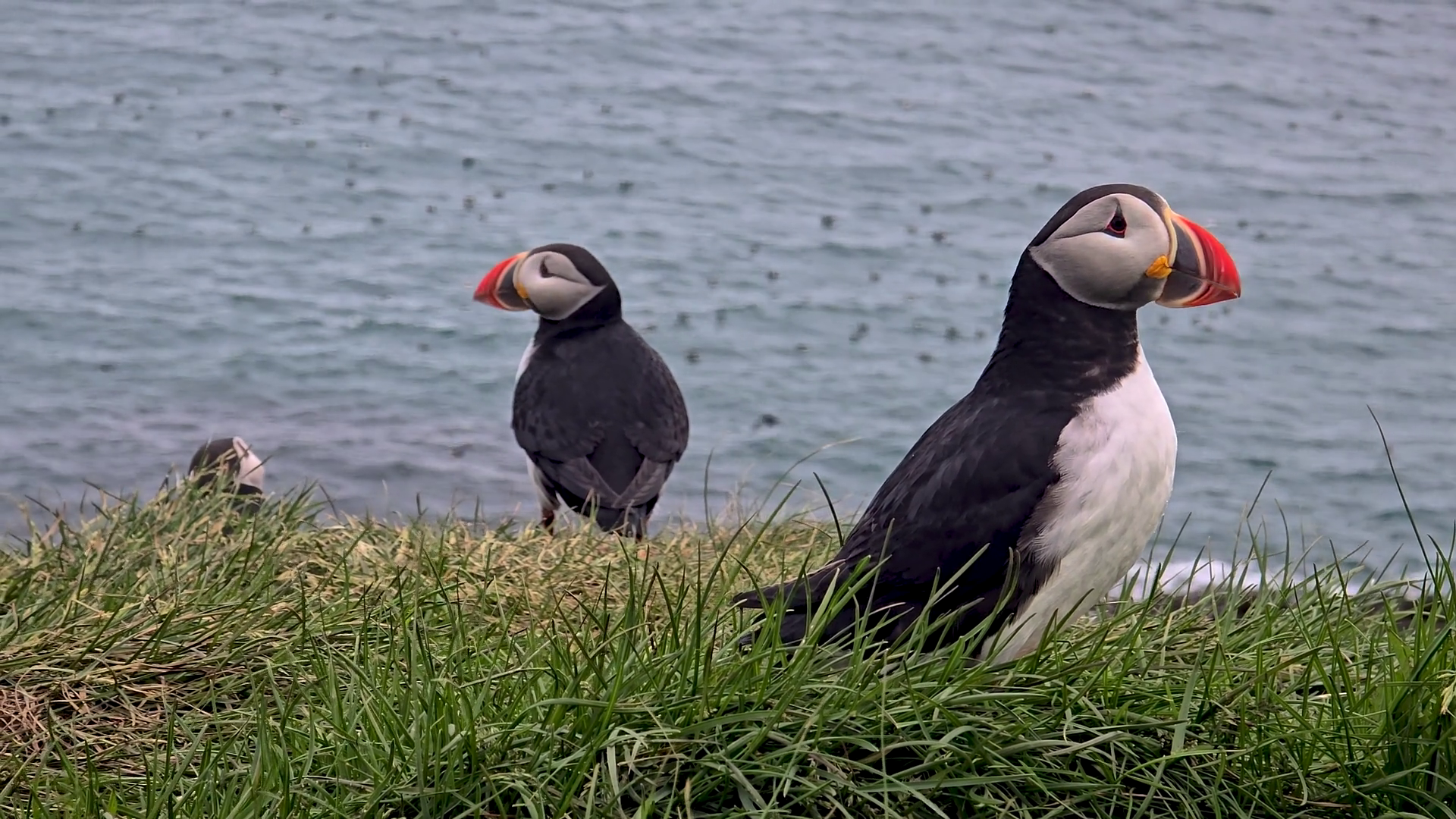 Vibrant Puffins Showcase Playful Nature On Stock Footage SBV-352636785 ...