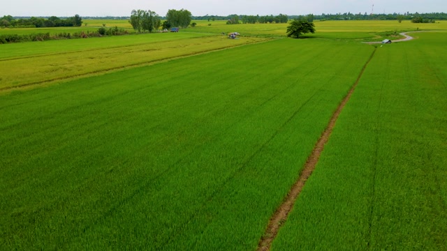 Paddy Crop Stock Footage: Royalty-Free Video Clips - Storyblocks