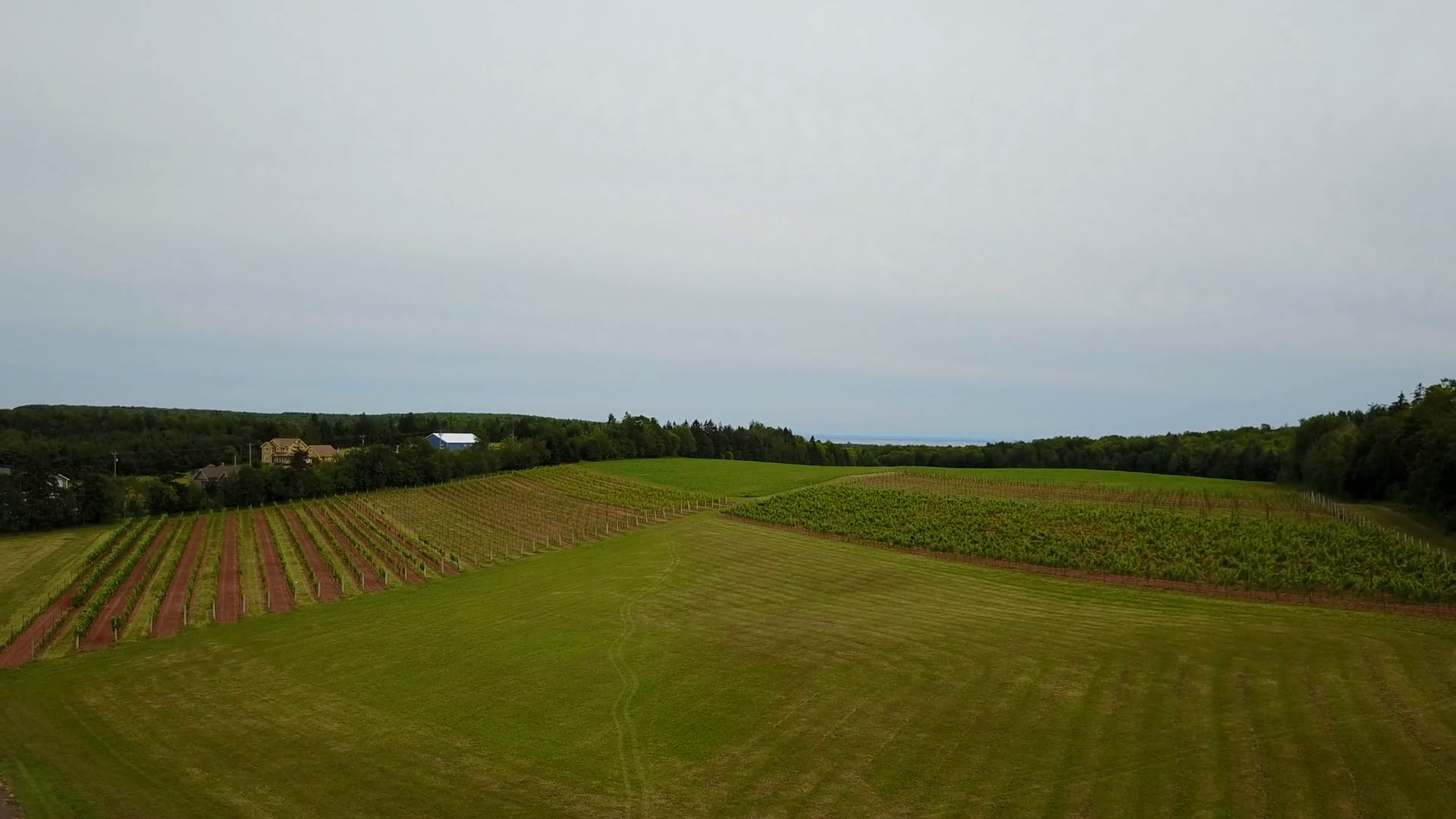 Aerial Shot Of Vineyard Vertical Movement Stock Footage SBV-347705851 ...
