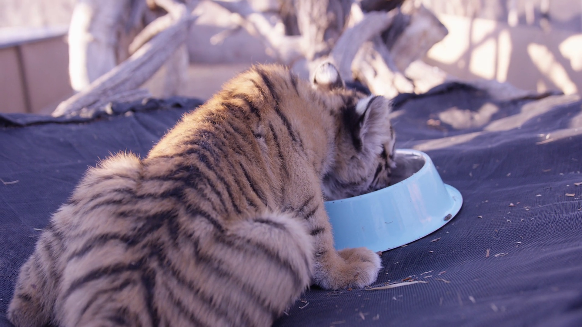 Baby Tiger Licking Every Inch Of Food Dish Stock Footage SBV-351818838 ...