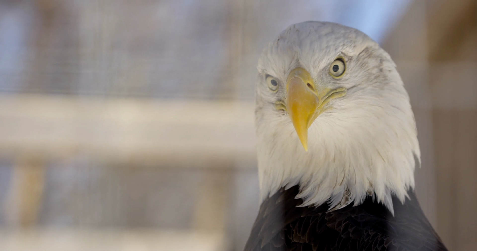 Bald Eagle Caws Looking Towards Camera Close Stock Footage SBV ...