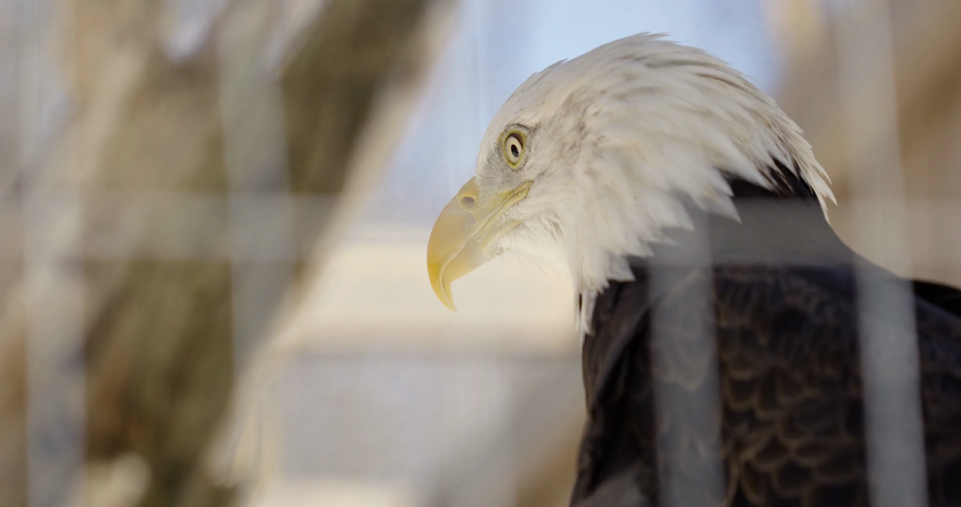 Bald Eagle In Captivity Looks Around Cage Stock Footage SBV-347705696 ...