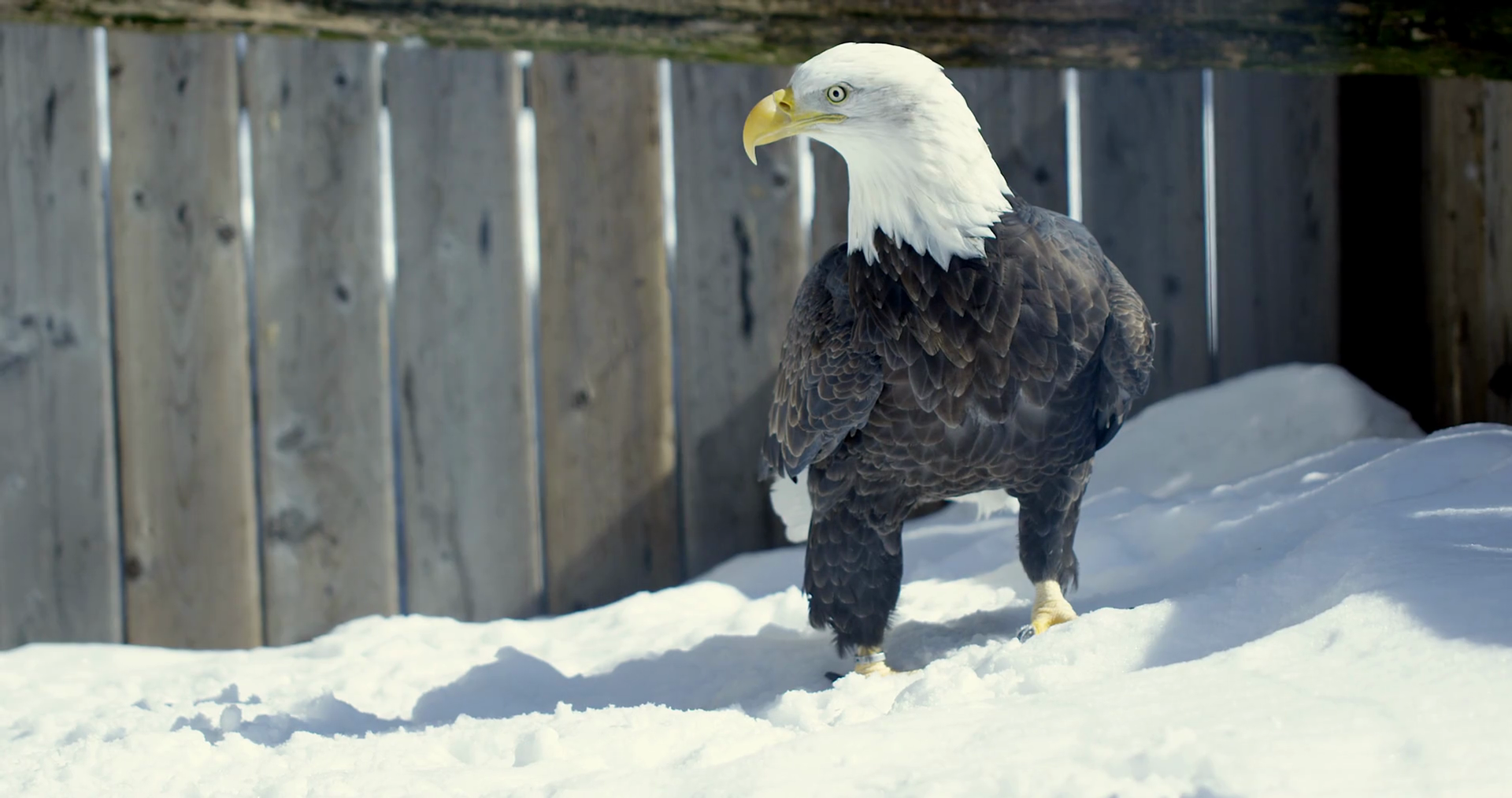 Bald Eagle Looks Around Standing On Snowy Stock Footage SBV-347705844 ...