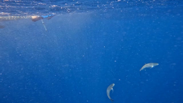 Shark Attack Man Stock Footage: Royalty-Free Video Clips - Storyblocks