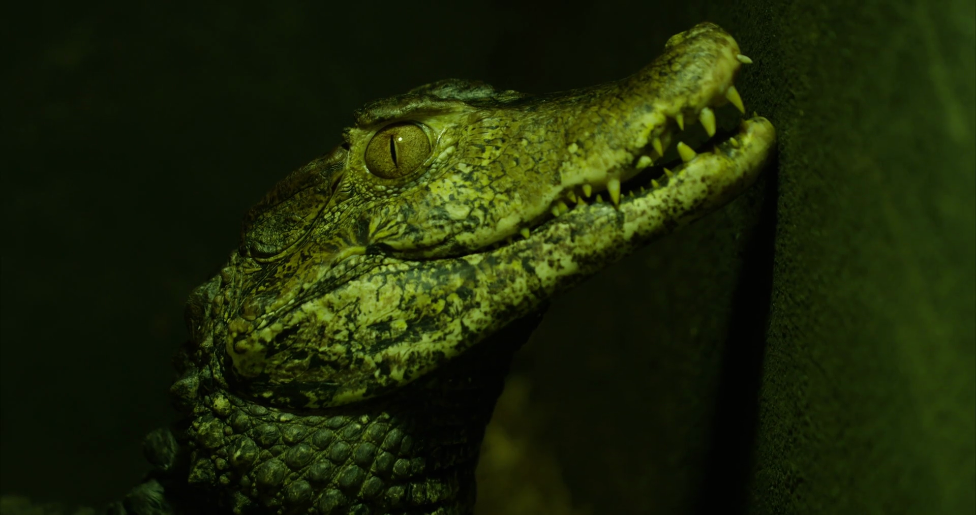 Caiman Alligator Slowly Breathing Close Up Stock Footage SBV-347705747 ...