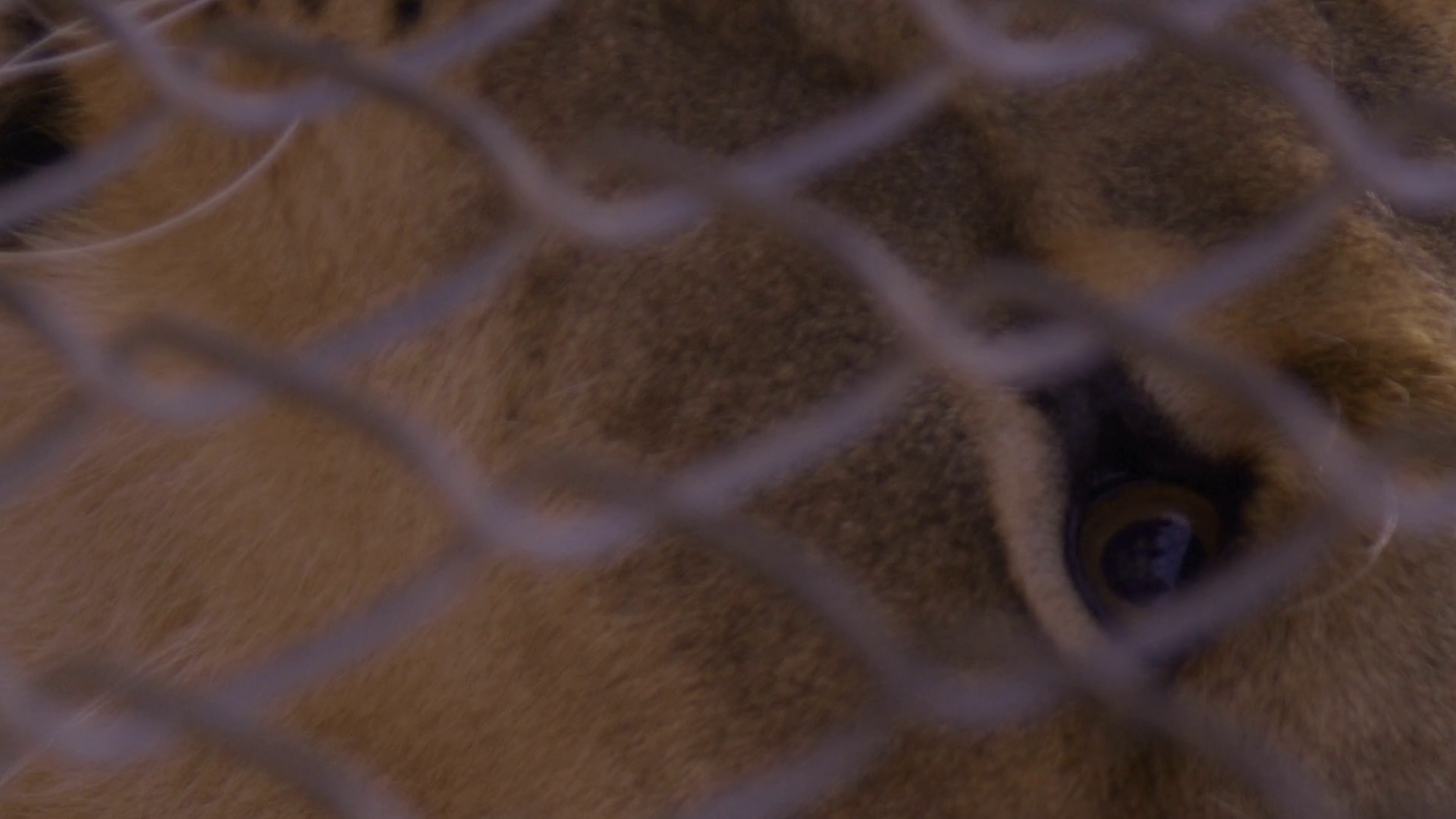 Close Up On Lions Eye Through Chain Link Stock Footage SBV-351745484 ...