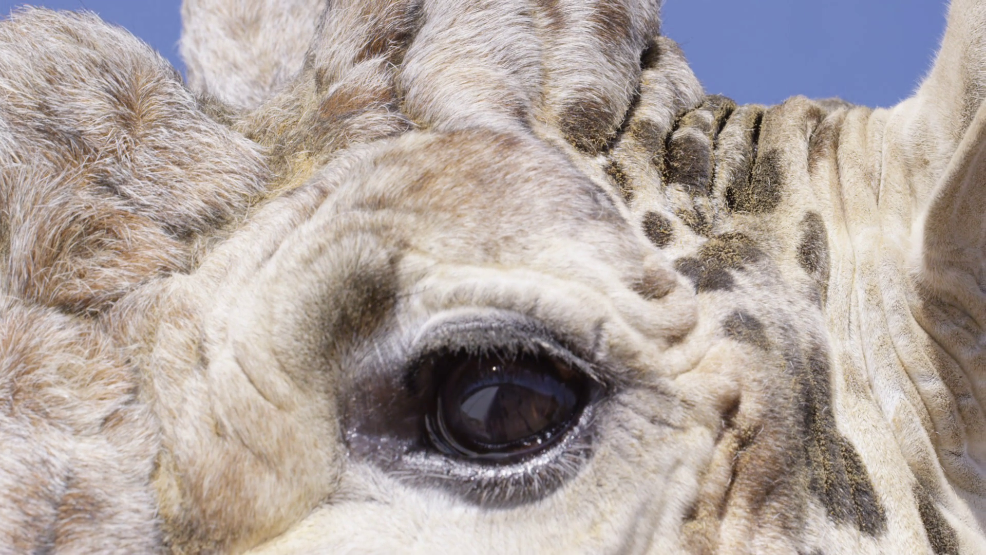 Giraffe Eye Extreme Close Up Tearing Up Slow Stock Footage SBV ...