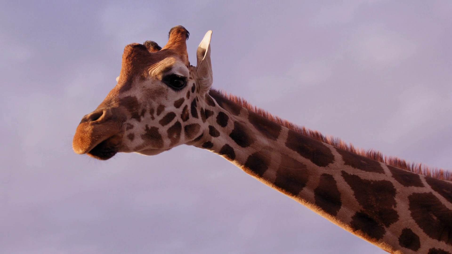 Giraffe Looks Around At Sunset Beautiful Stock Footage SBV-351745522 ...