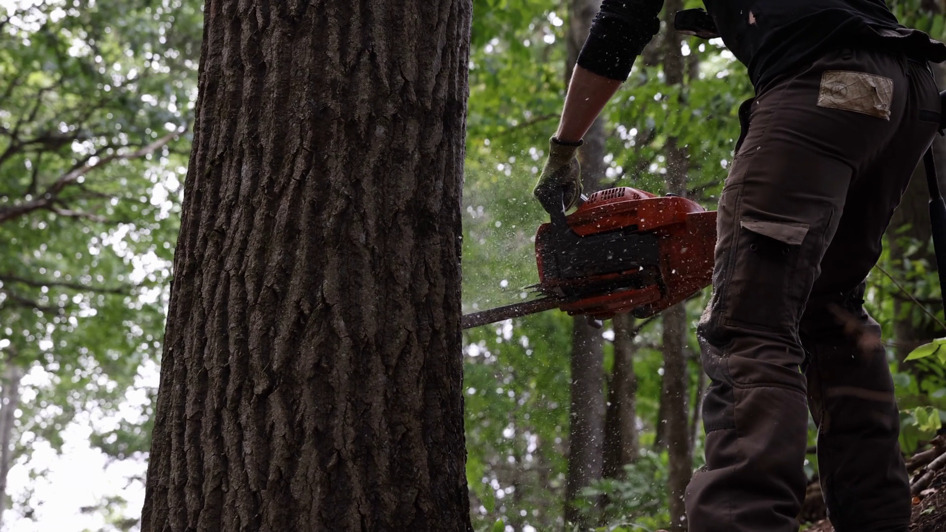 Lumberjack Cutting Into Tree With Chainsaw Stock Footage SBV-352696031 ...