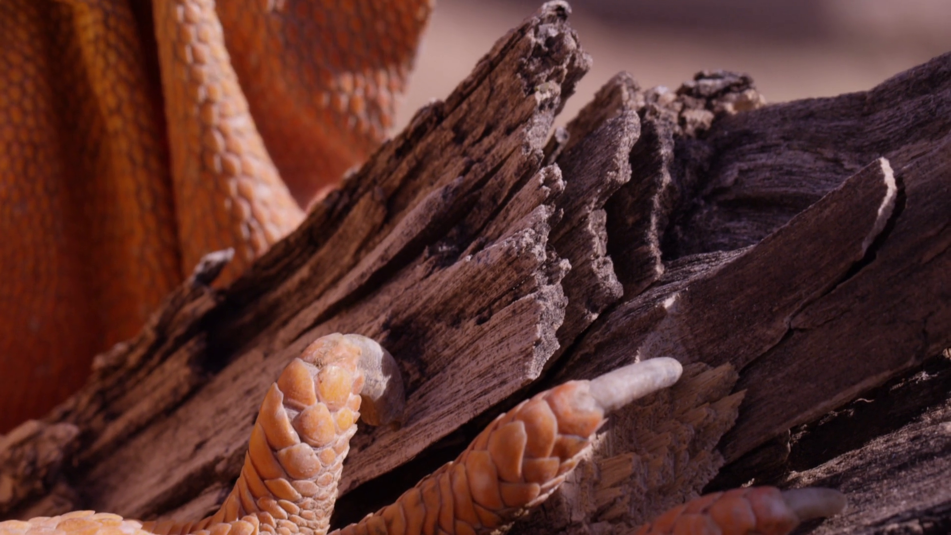 Orange Iguana Claws On Tree Moving Upwards Stock Footage SBV-352286113 ...