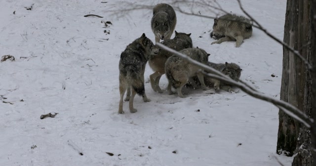 Pack Of Wolves Stock Footage: Royalty-Free Video Clips - Storyblocks