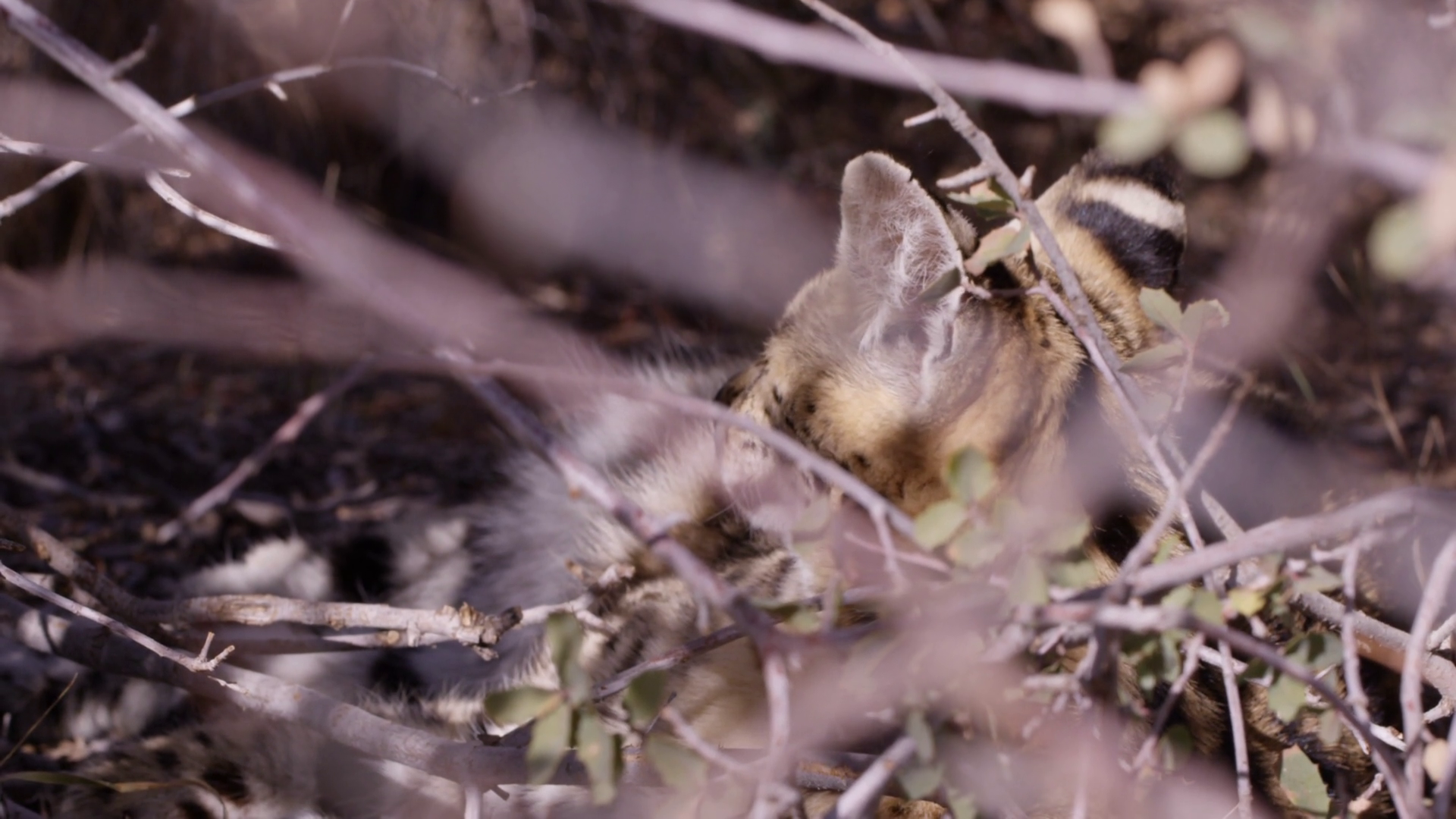 Seval African Wild Cat Laying In Shaded Bush Stock Footage SBV ...