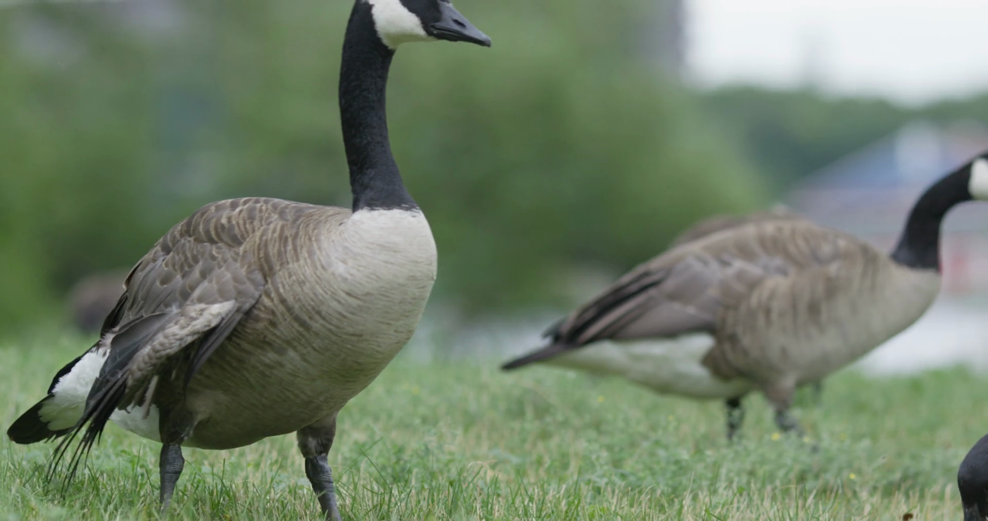 Single Canadian Goose Walks Across Frame Stock Footage SBV-348451054 ...