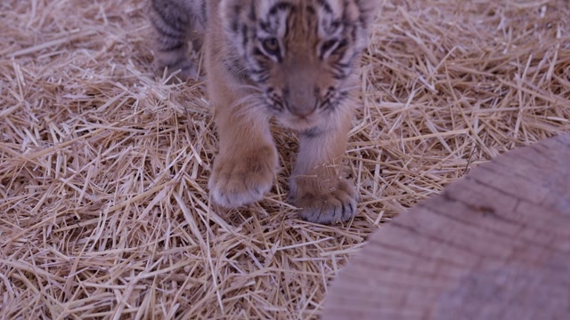 Tiger Paws Stock Footage: Royalty-Free Video Clips - Storyblocks