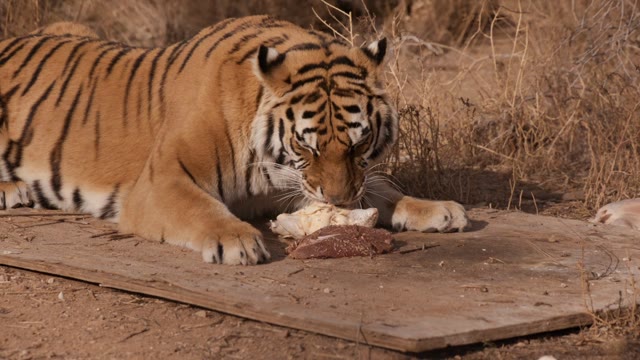 Tiger Eating Stock Footage: Royalty-Free Video Clips - Storyblocks