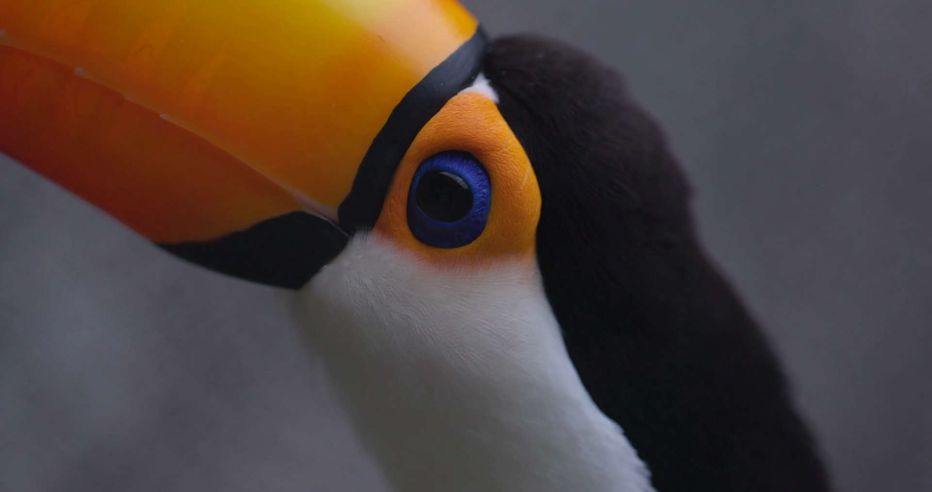 Toucan Bird Close Up On Big Blue Eyes Slow Stock Footage SBV-347650118 ...