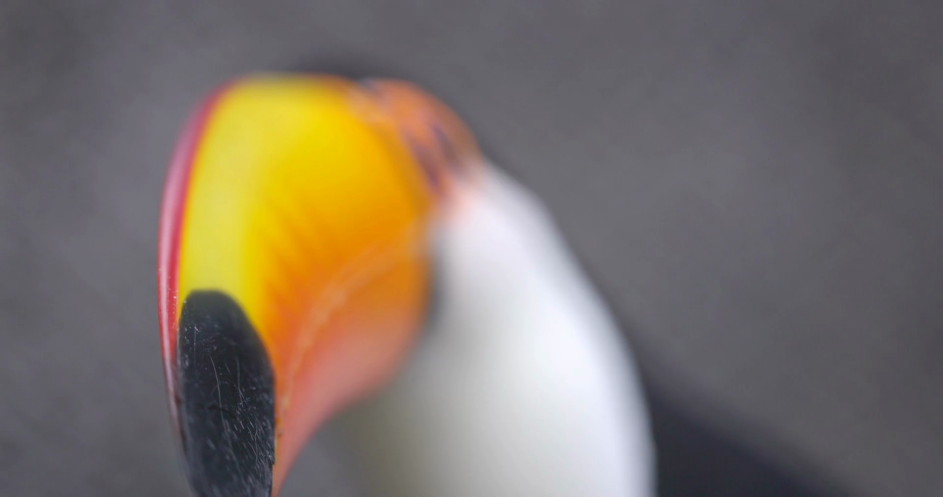 Toucan Bird Curiously Looking Directly Into Stock Footage SBV-347650116 ...