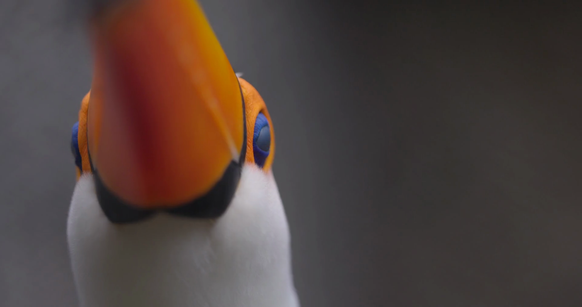 Toucan Bird Looking Right Into Camera Focus Stock Footage SBV-347650119 ...
