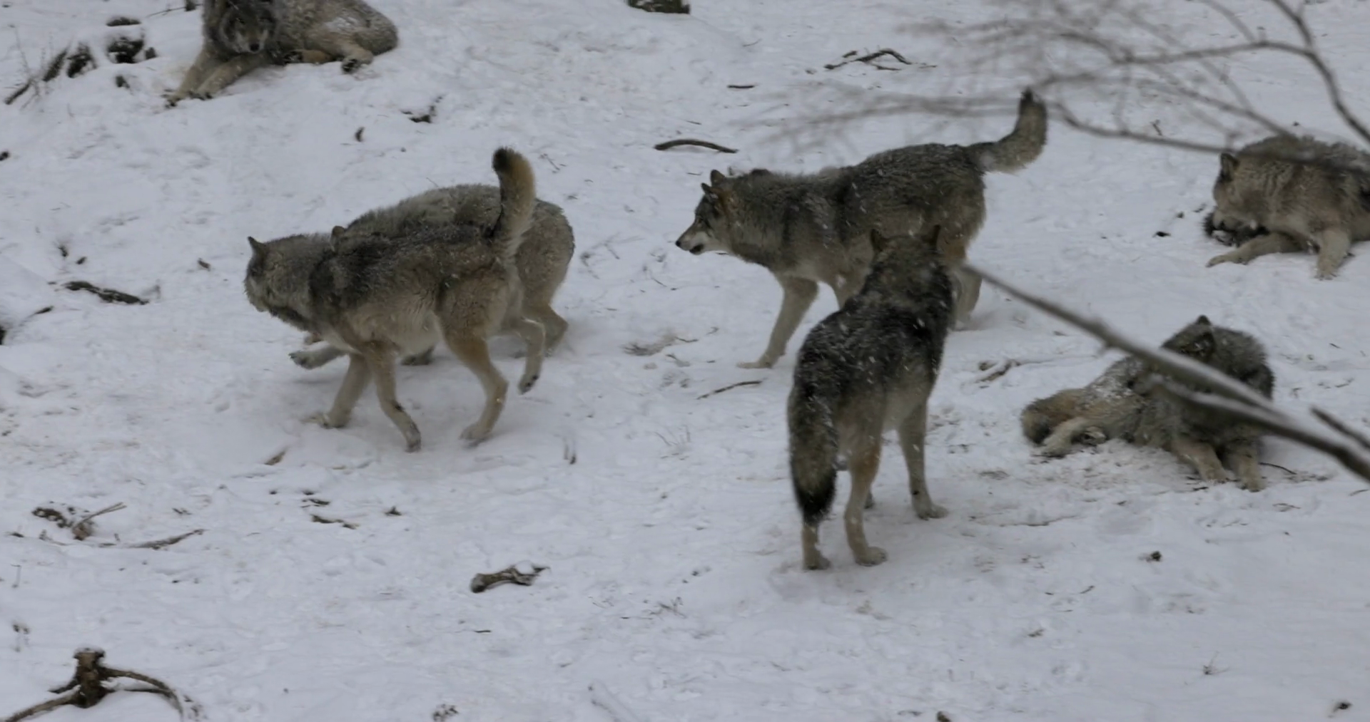 Two Wolves In A Wolf Pack Chasing And Playing With Eachother On ...