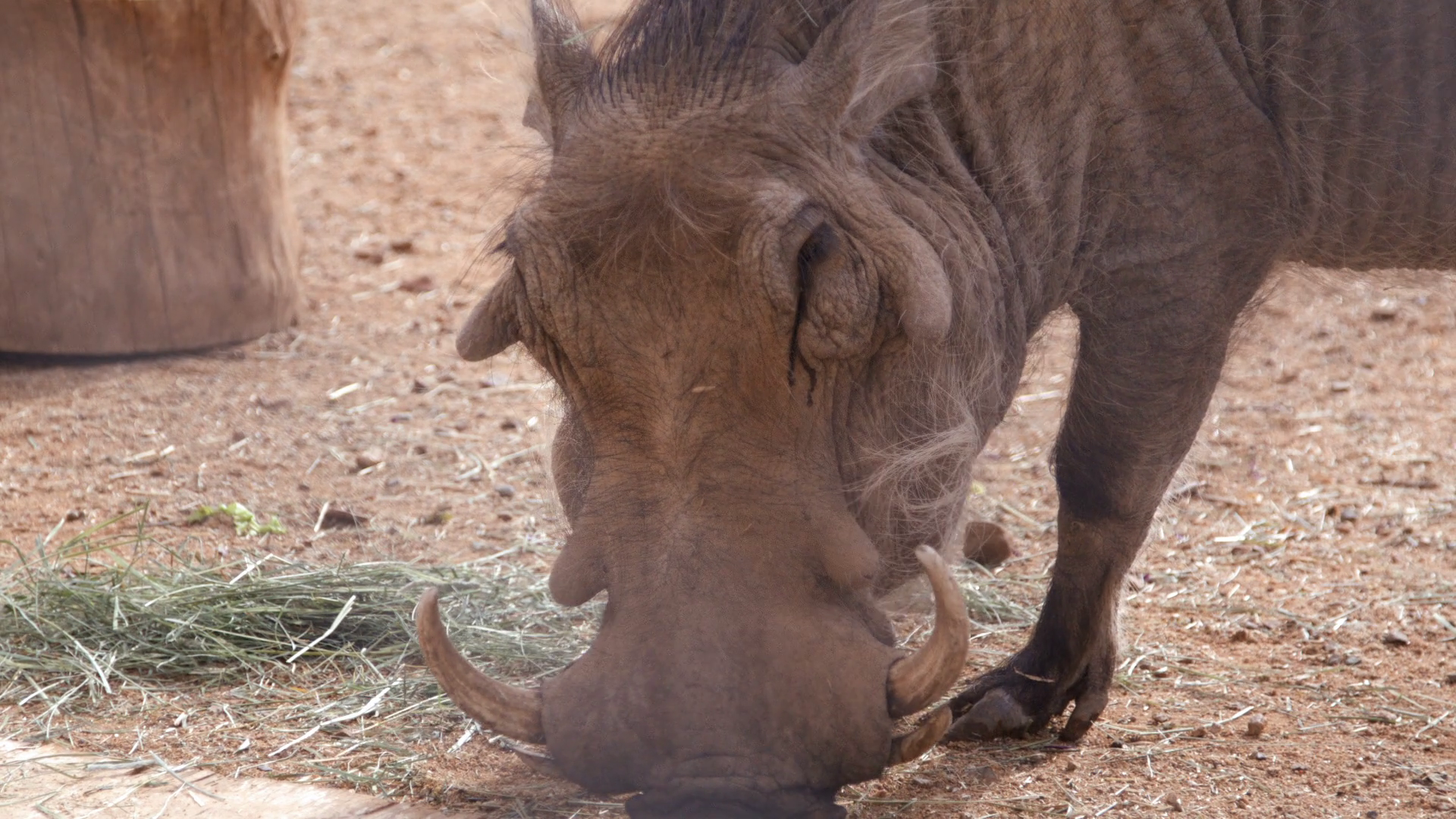 Warthog Scavenging Ground Near Camp Site Stock Footage SBV-351745646 ...