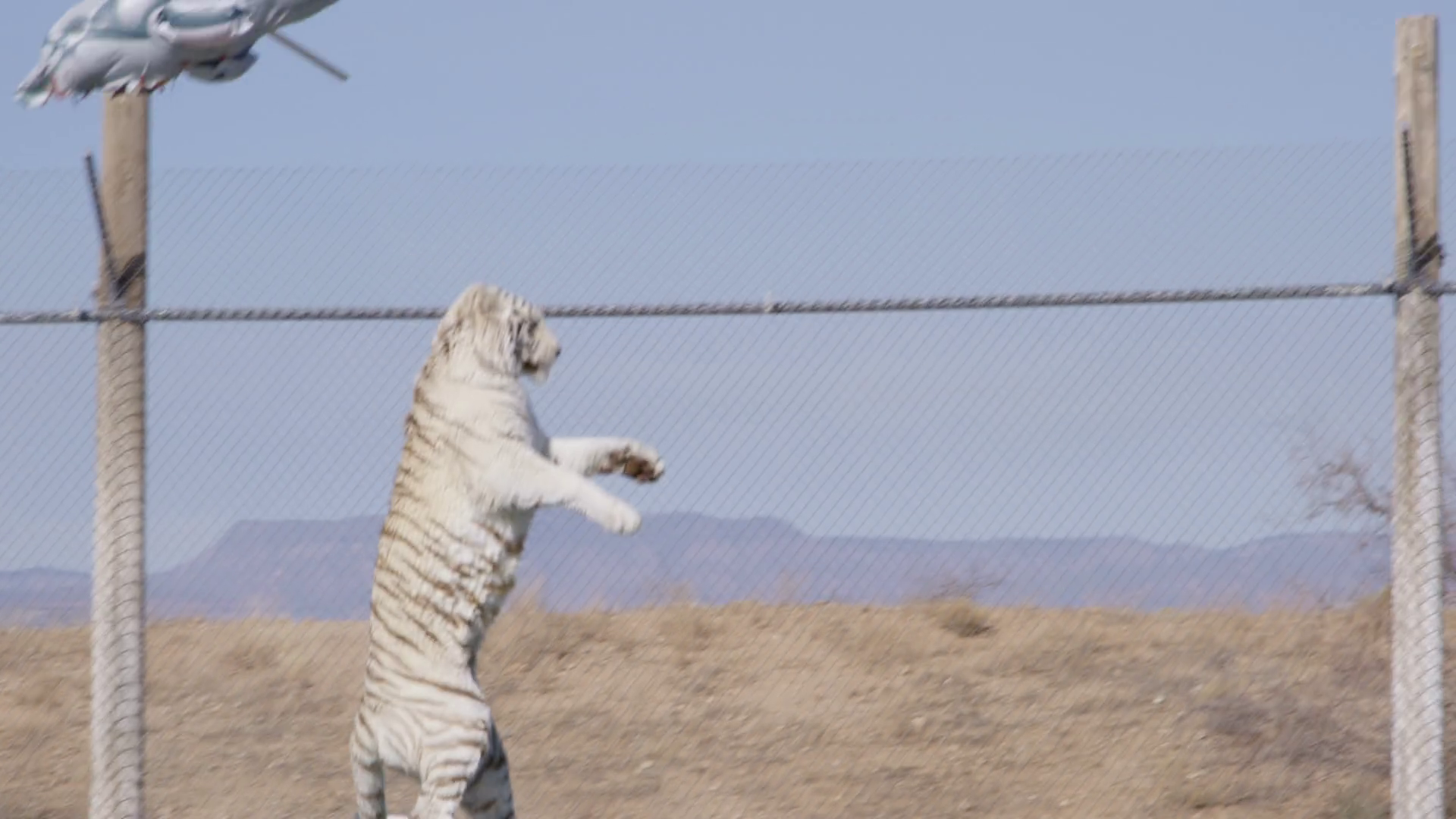 White Tiger Jumps Into Pool Out Of Africa Stock Footage SBV-351907295 ...