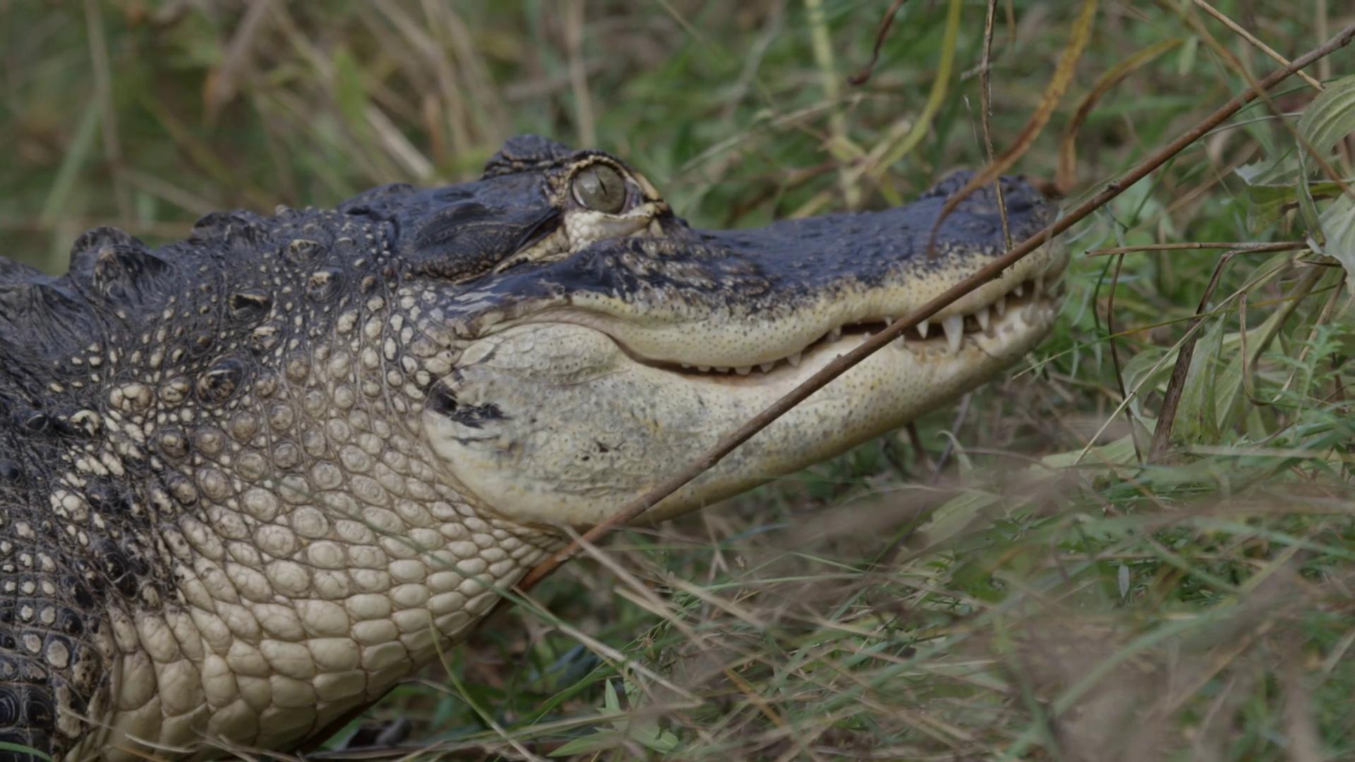 Alligator Stalking Prey In Woodlands Stock Footage SBV-352200857 ...