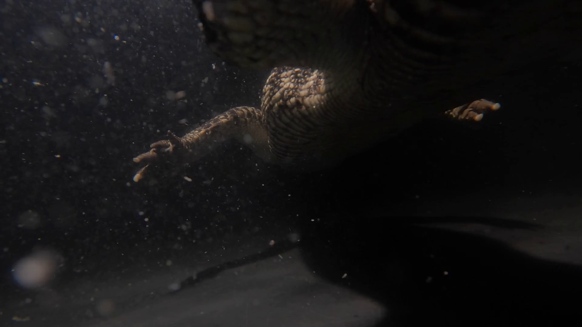 American Alligator Bottom View Looking At Stock Footage SBV-352216230 ...
