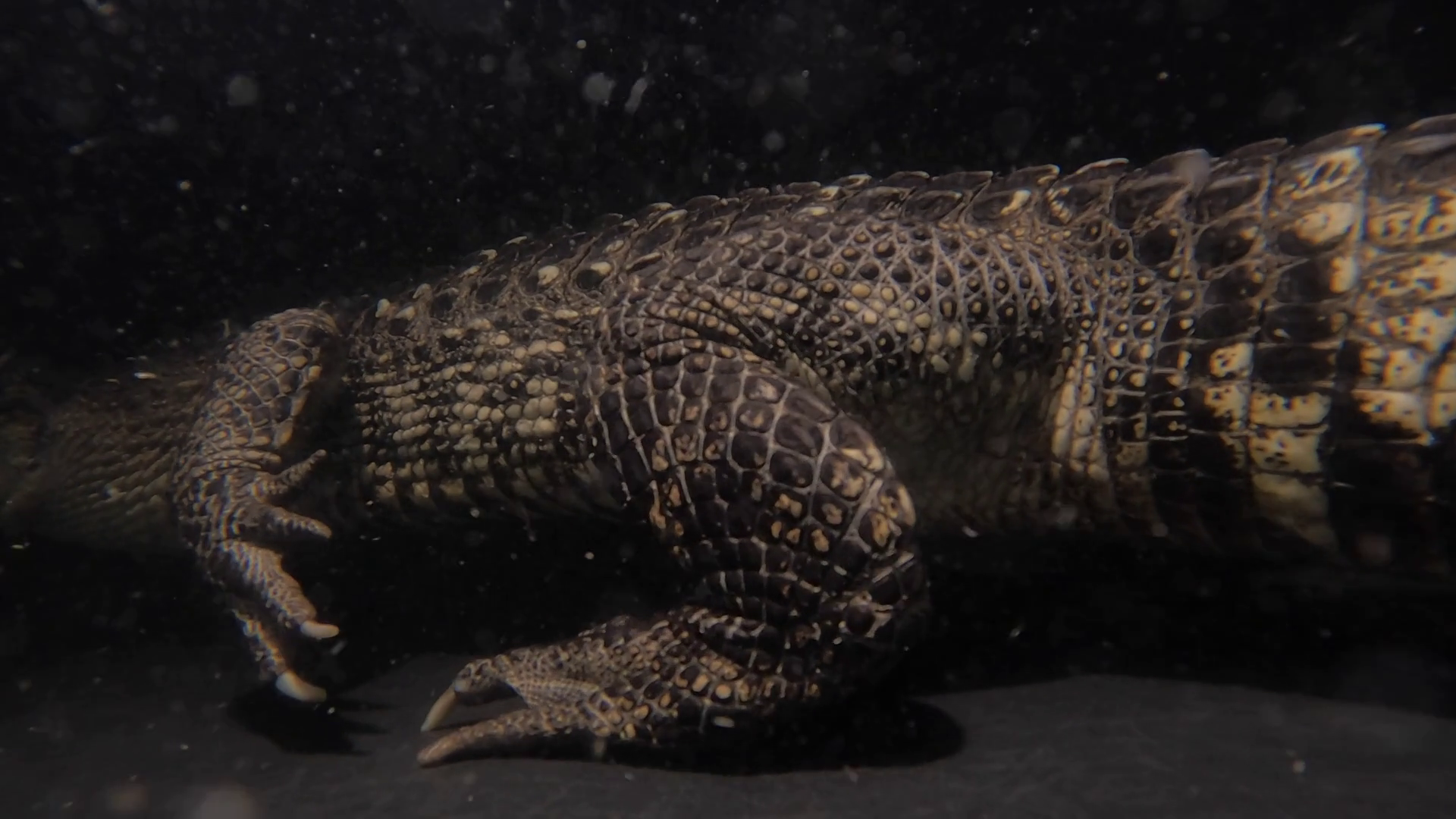 American Alligator Closeup Details Stock Footage SBV-352216233 ...