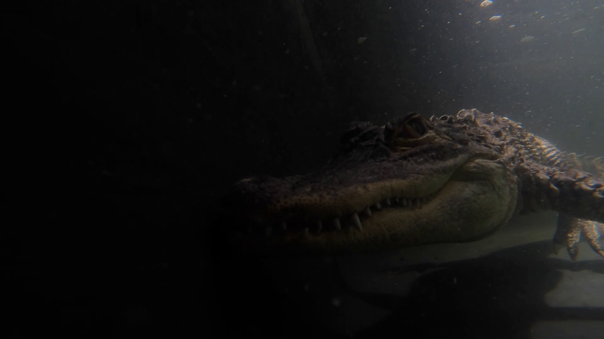 American Alligator Closeup Night Swim Under Stock Footage SBV-352216236 ...