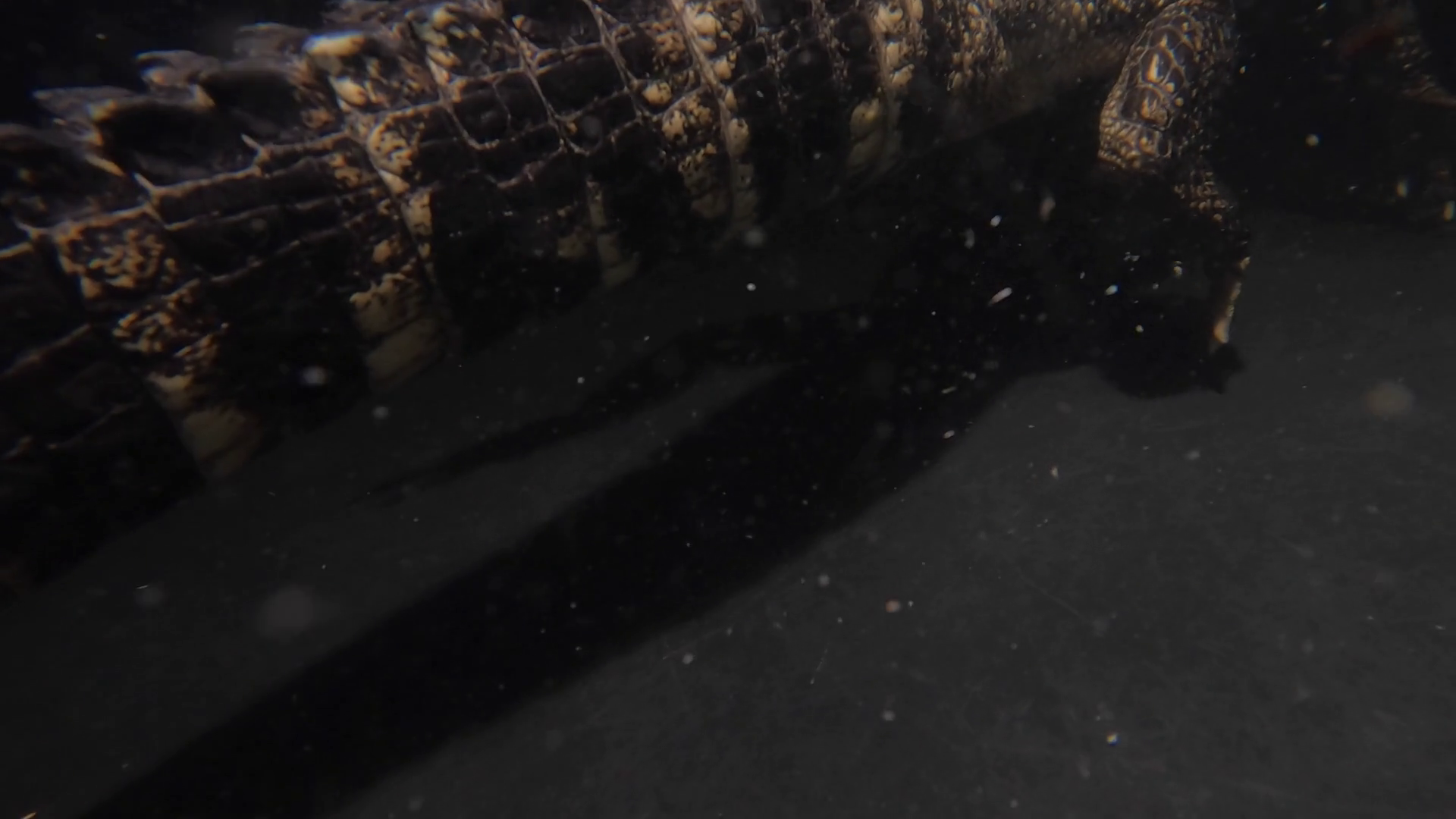 American Alligator Swimming Into Darkness Stock Footage SBV-352216287 ...