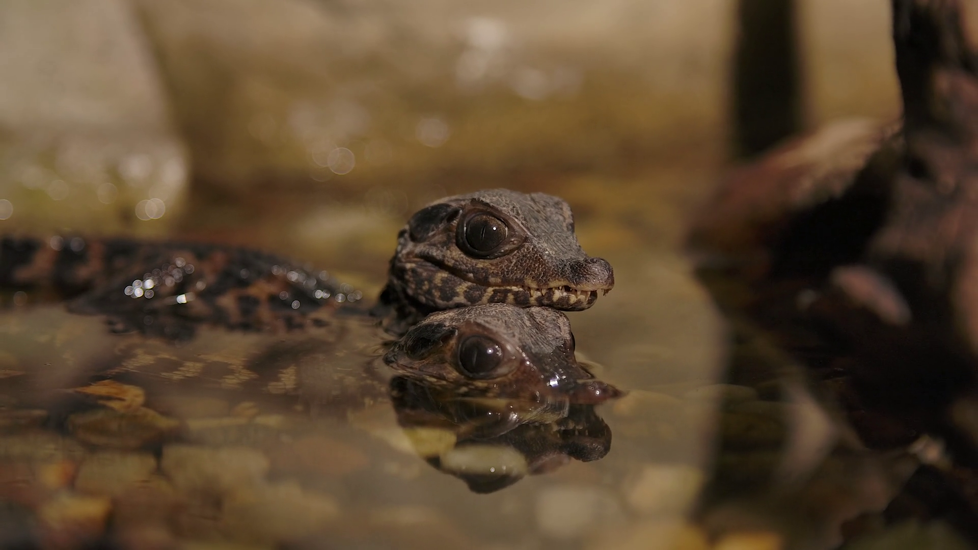 Baby Caiman Friends Stacked In Water Low Stock Footage SBV-352216468 ...